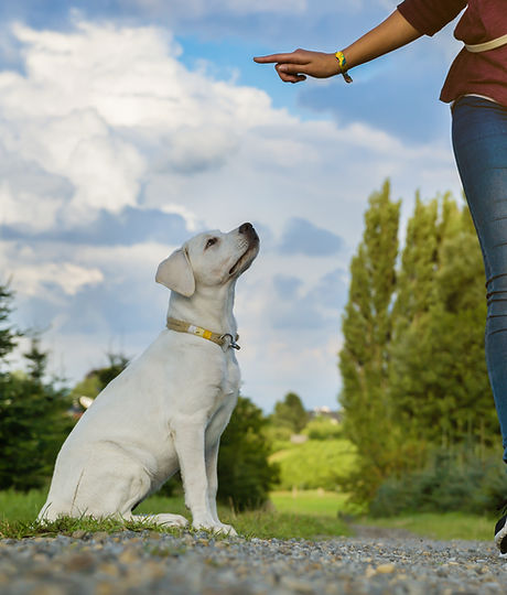 Obedience | Diverse Dog Training